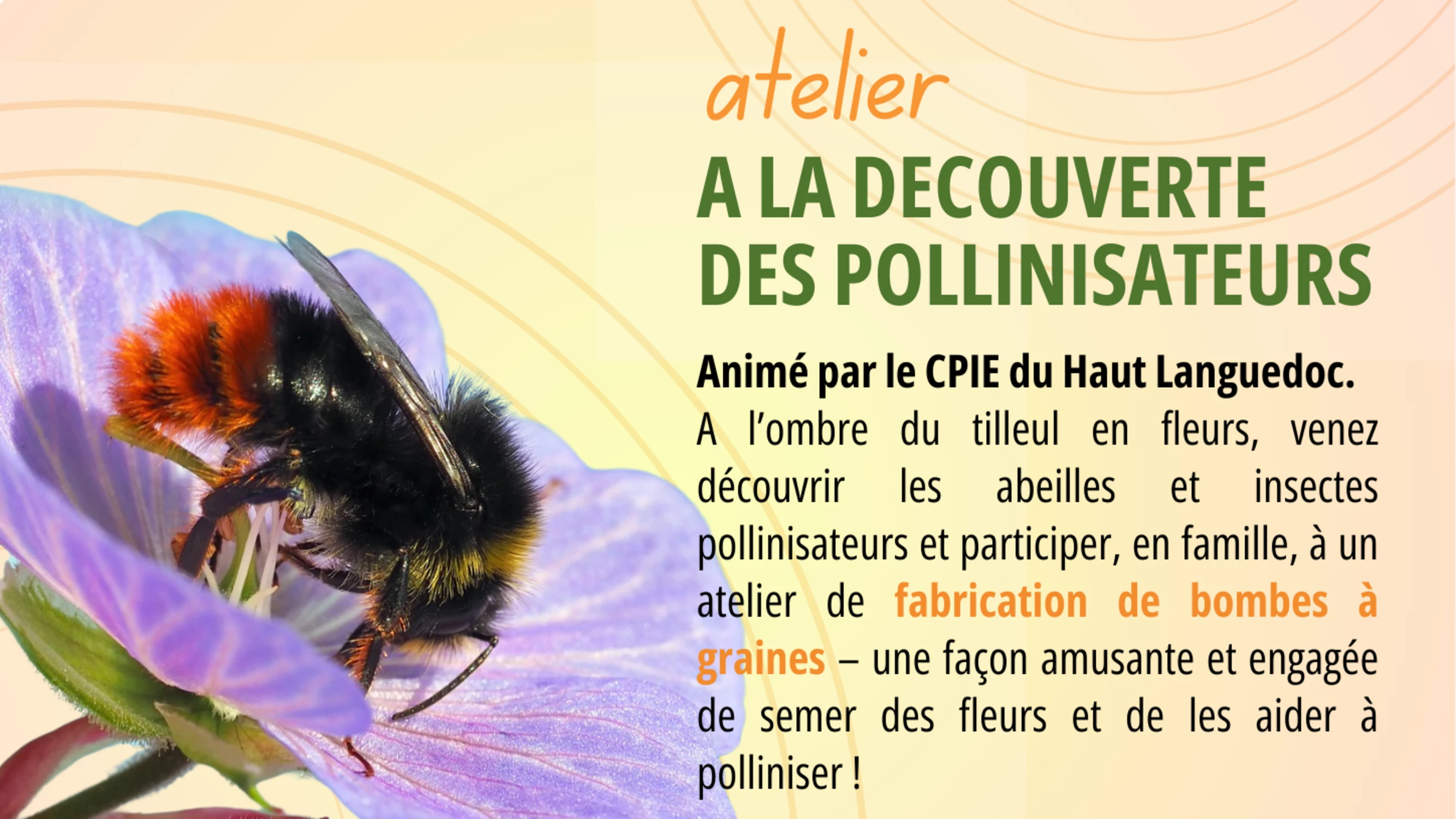 A la découverte des pollinisateurs | grandorb.fr